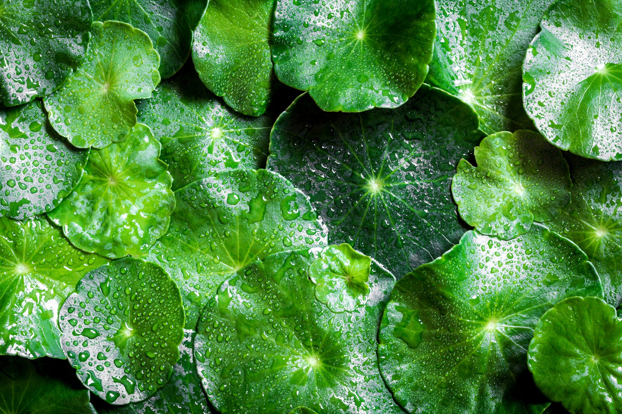 Centella Asiatica: Benefits & Uses for Skin – Beauty Affairs AU